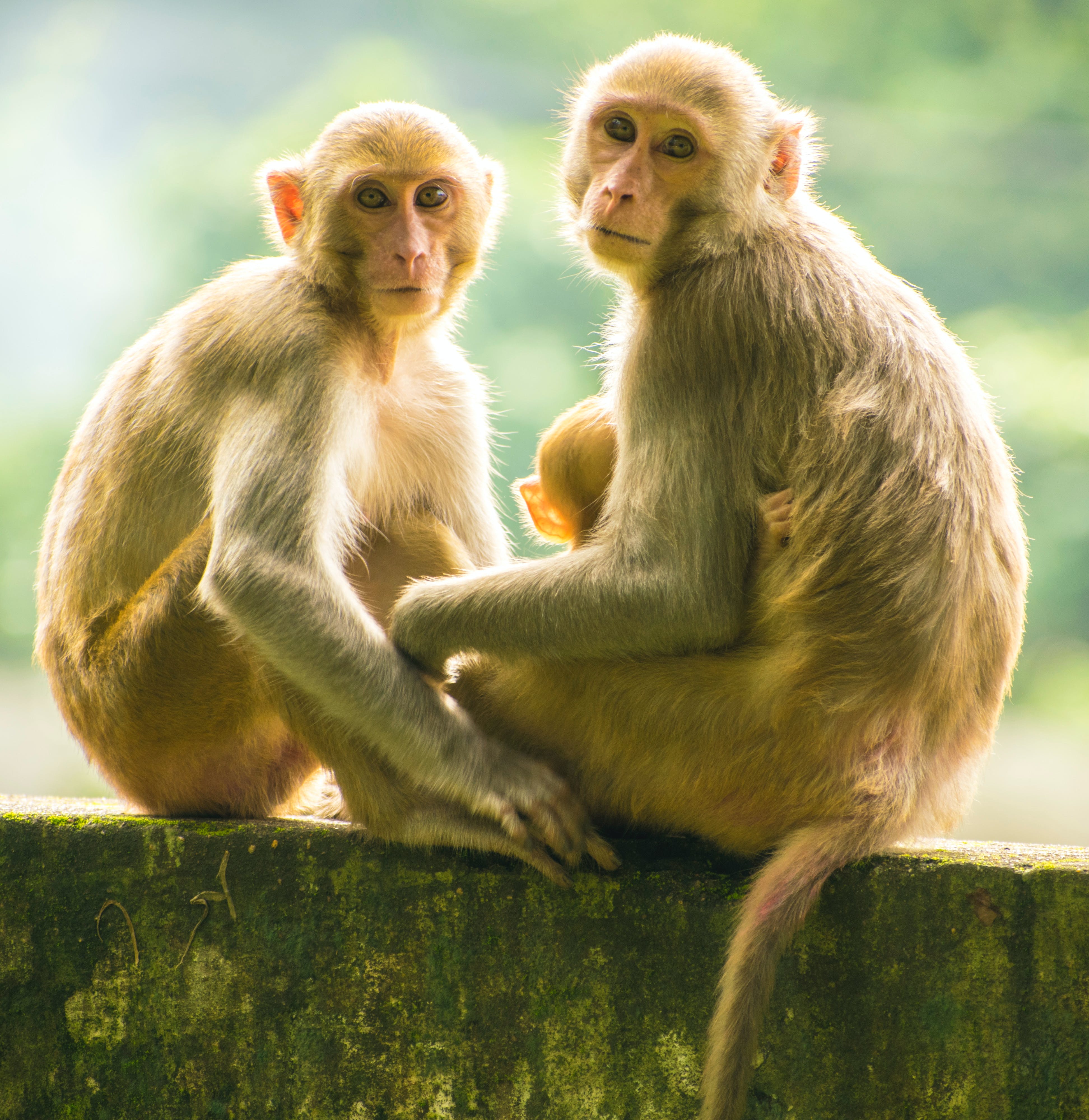 CEYLON WILDLIFE