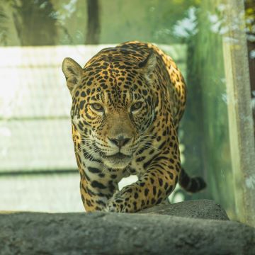 CEYLON WILDLIFE